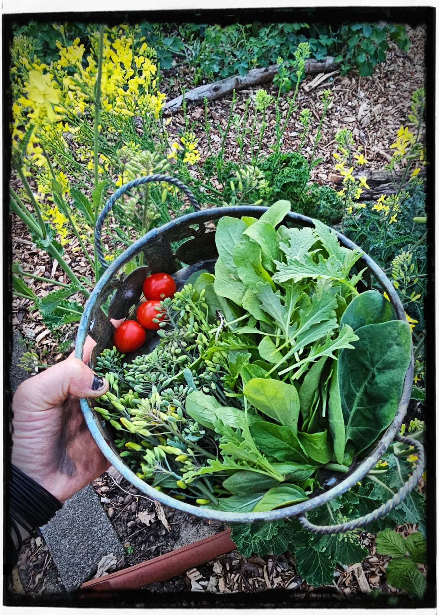 Zoveel bloesem en nu al oogst – Leonies Paradijstuin